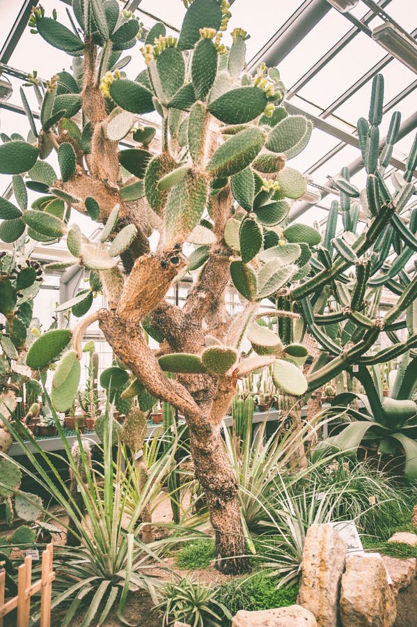 The Tree, a Large Cactus Tortilla , Botanical Garden, Greenhouse Stock ...
