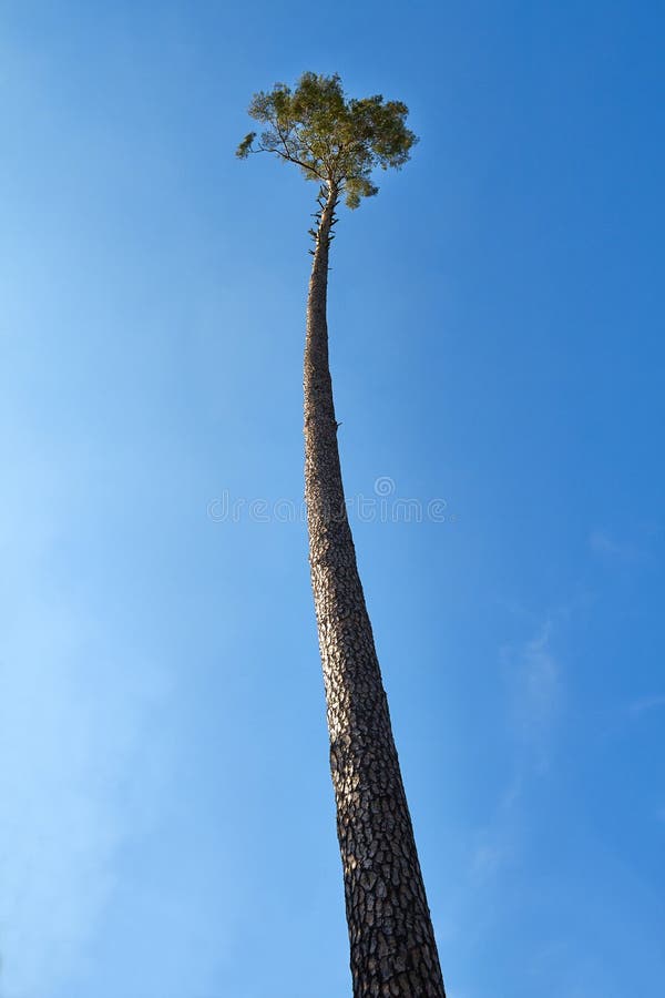 Tree stock photo. Image of long, upright, pine, lonely - 33245966