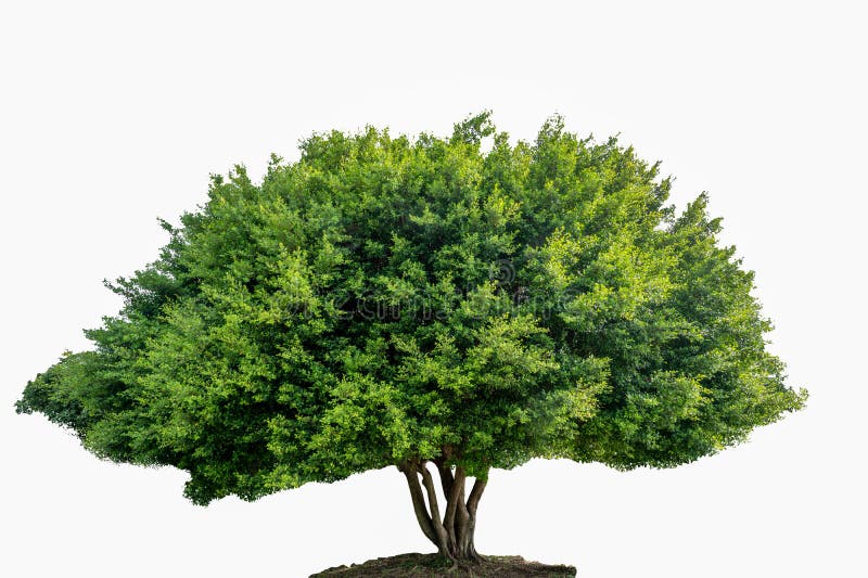 A Tree with a Large Crown Against a White Background Stock Image ...