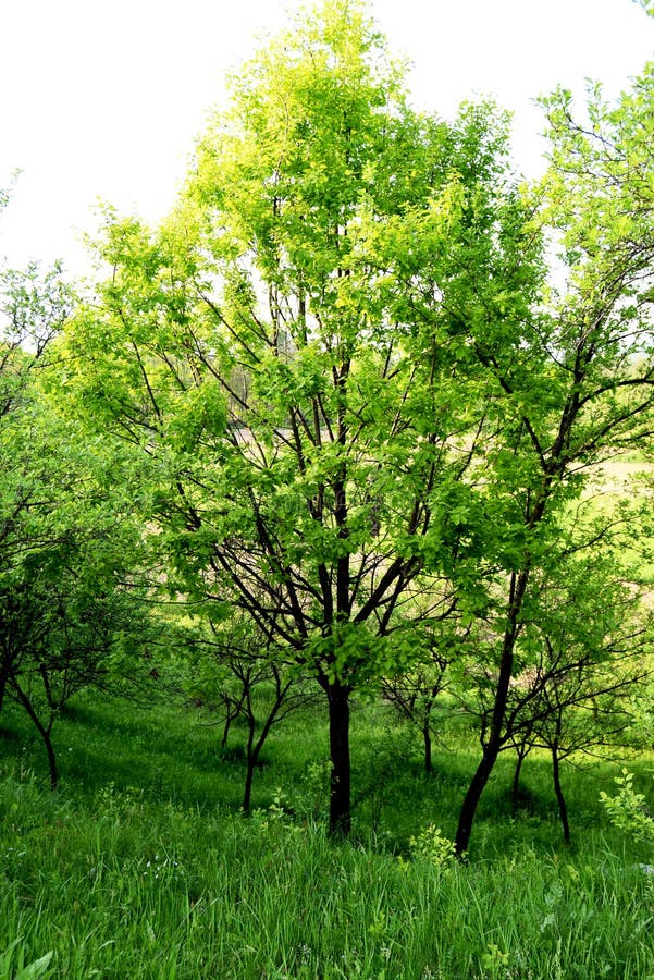 A Tree with a Large Crown in the Orchard Stock Image - Image of trees ...