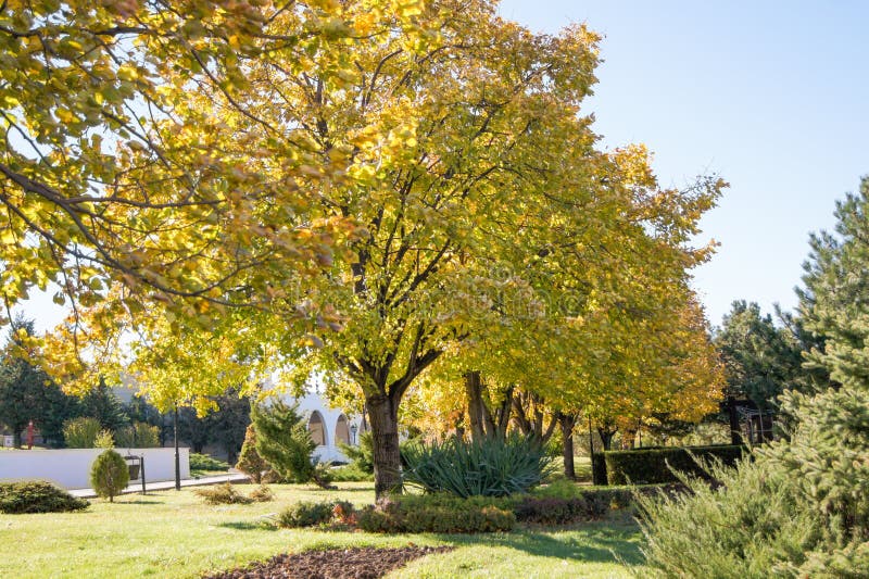 A tree with a large crown. stock photo. Image of leaf - 85753918