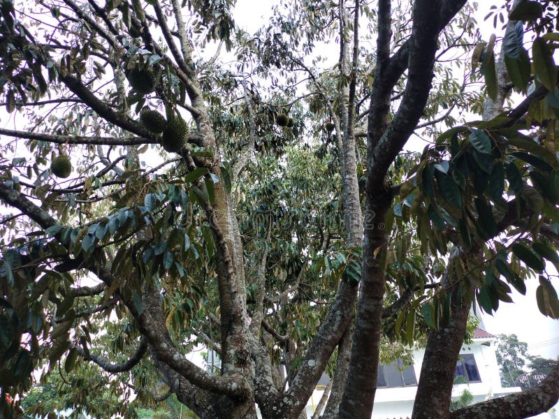 A Big Durian Tree that is Starting To Bear Fruit Stock Image - Image of ...