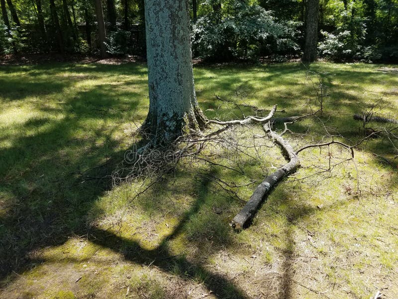 Fallen Tree And Damaged Asphalt Stock Photo - Image of asphalt, fallen ...