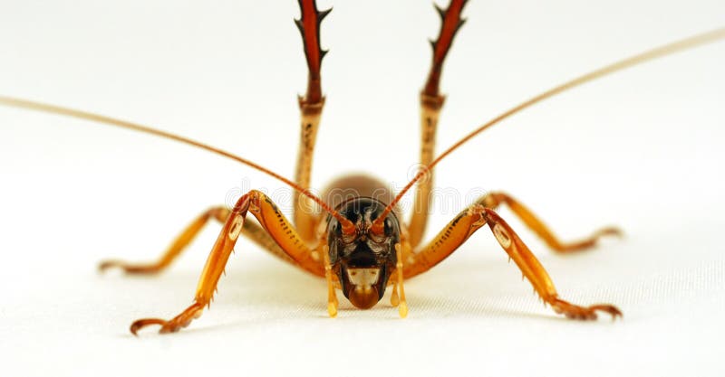 Close Up of a New Zealand Weta Stock Image - Image of anostostomatidae ...