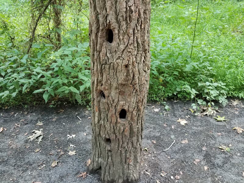 Tree with Large Holes on Path and Green Plants Stock Photo - Image of ...