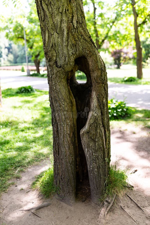 A Tree with a Large Hollow. Tree in the Park Stock Image - Image of ...