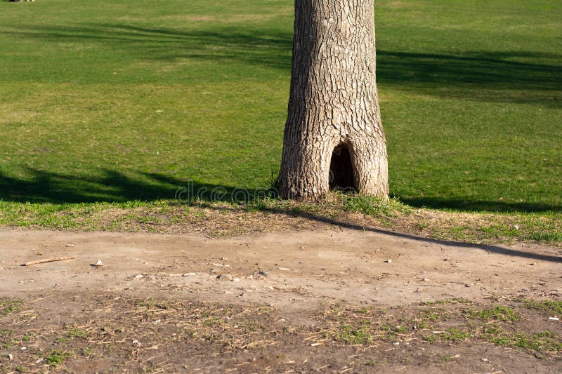A Tree with a Large Hollow or Tree Hole at the Bottom in the Springtime ...