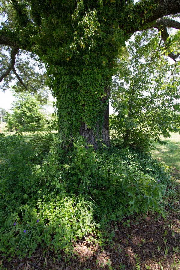 Tree stock image. Image of middle, tree, limbs, growth - 81142075