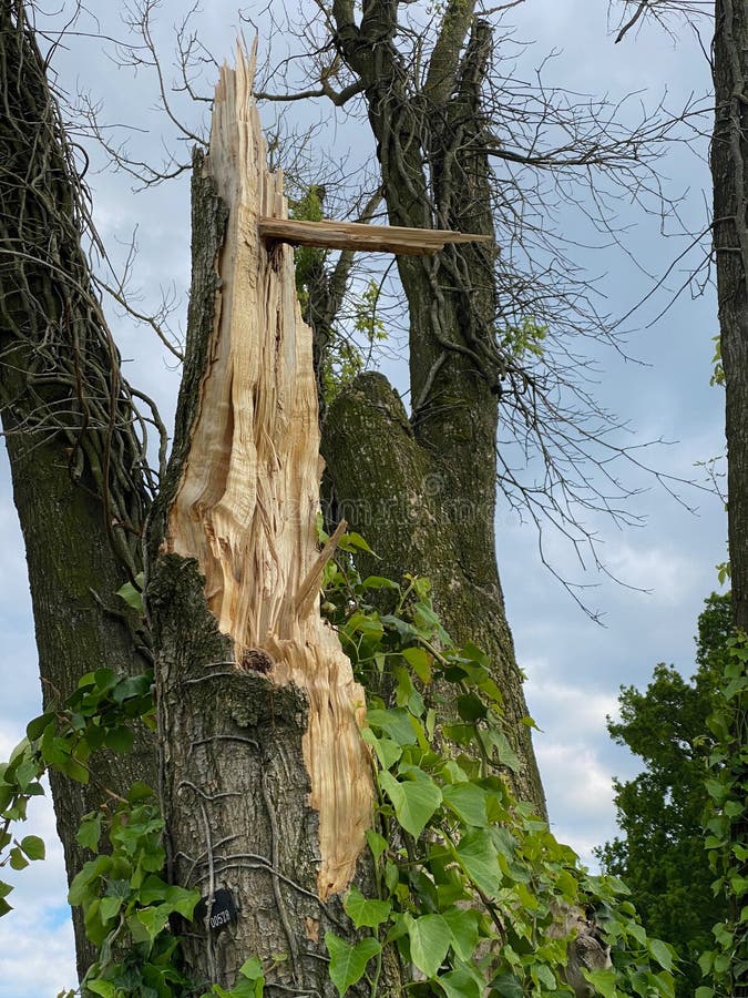 Tree Severely Damaged Showing Aftermath of Storm Stock Photo - Image of ...