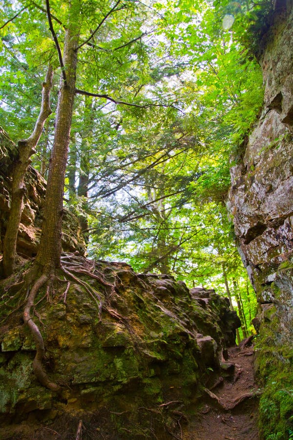Tree with Large Root Network Resting on a Rock in a Forest by a Steep ...