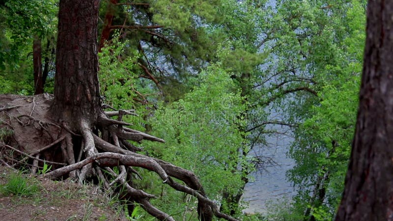 A Tree with Large Roots Grows on a Cliff. a Mysterious Tree with Large ...