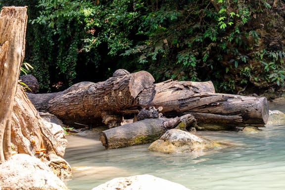 Tree with Large Roots Near a River in the Forest Stock Image - Image of ...