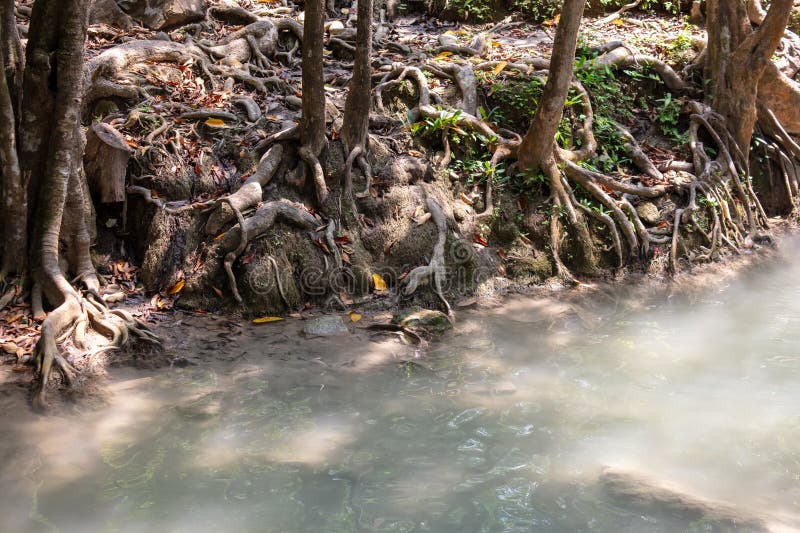 Tree with Large Roots Near a River in the Forest Stock Image - Image of ...