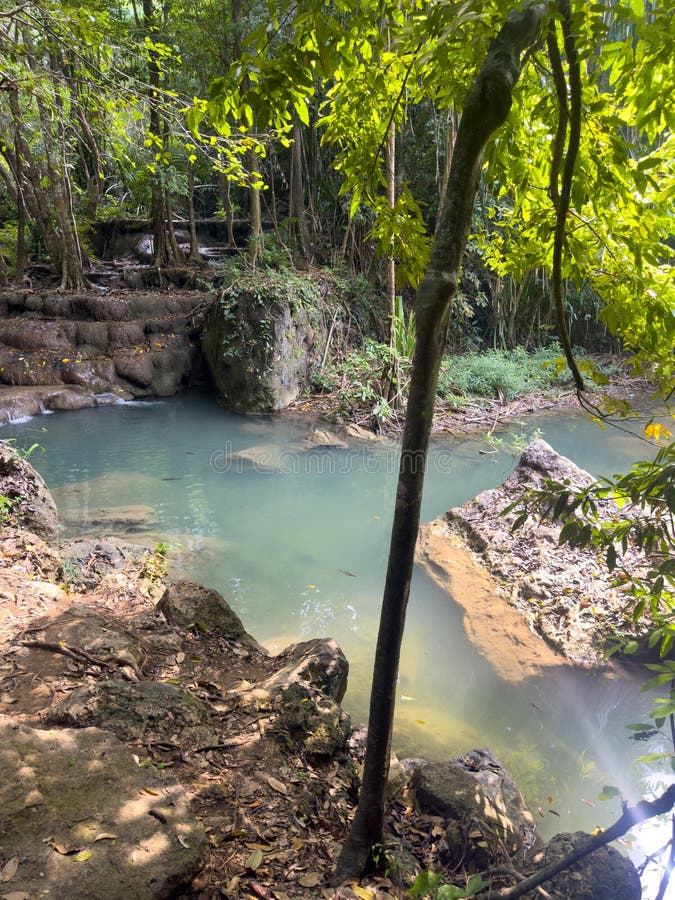 Tree with Large Roots Near a River in the Forest Stock Image - Image of ...
