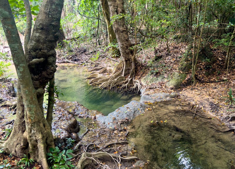 Tree with Large Roots Near a River in the Forest Stock Photo - Image of ...