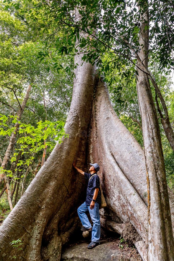 Tall Tree Deep Roots Stock Photos - Free & Royalty-Free Stock Photos ...