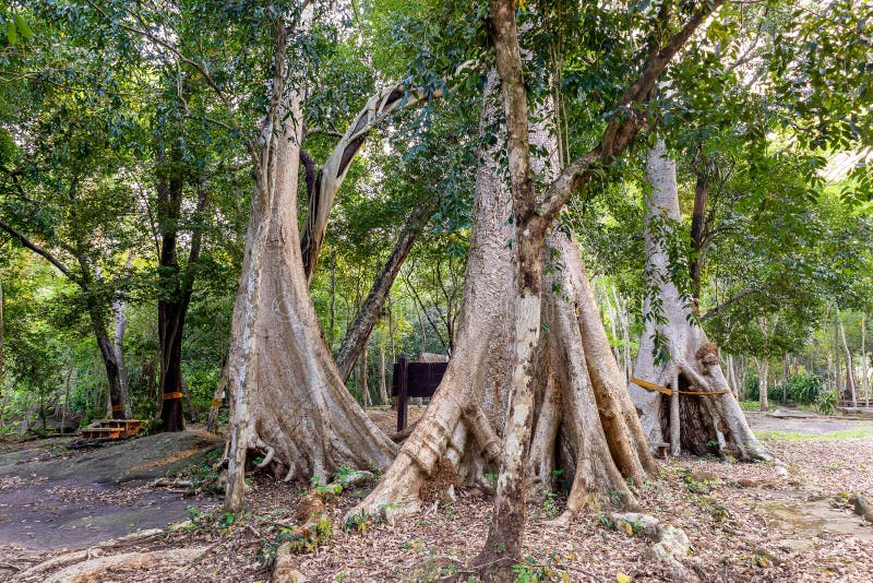 Tree with Large Roots in the Tropical Forest Stock Image - Image of ...