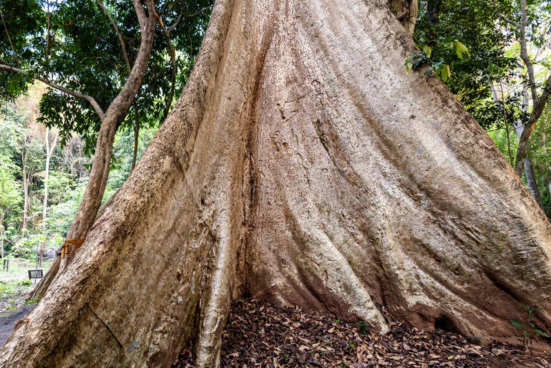 Tall Tree Deep Roots Stock Photos - Free & Royalty-Free Stock Photos ...