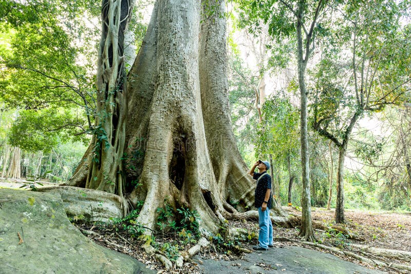 Tall Tree Deep Roots Stock Photos - Free & Royalty-Free Stock Photos ...