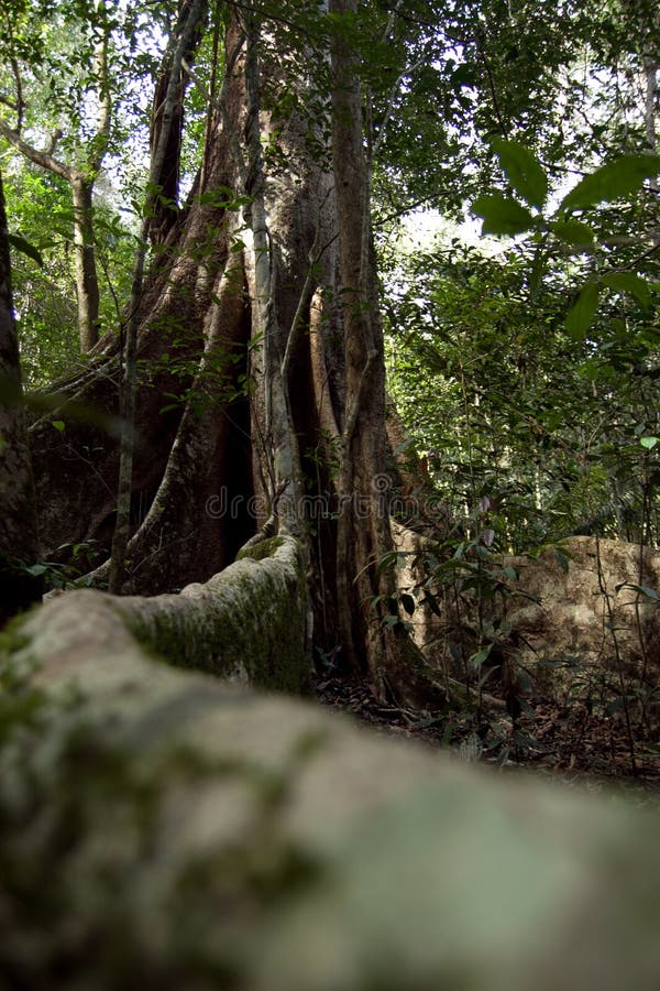 Tree with Large Trunk and Big Roots Stock Photo - Image of ground ...