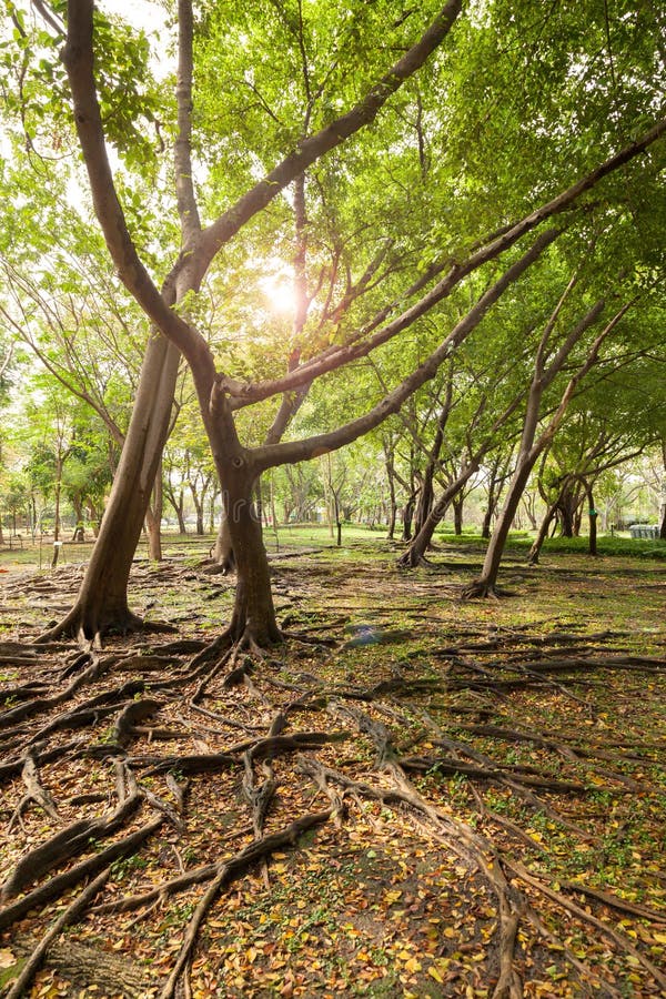 Roots stock image. Image of scene, park, bodhi, natural - 110812895