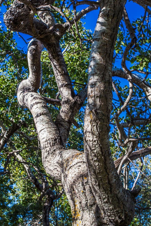 A Tree with a Large Trunk and Branches Stock Image - Image of botany ...