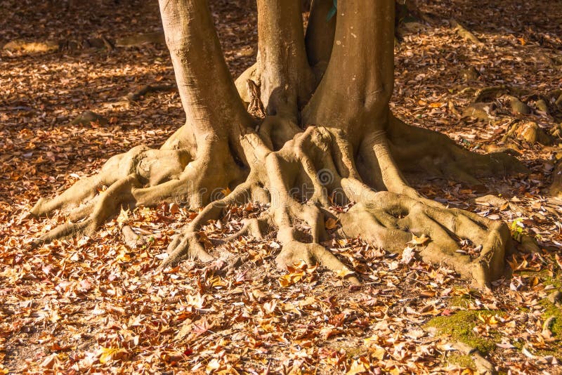 Tree with a Large Trunk and Large Roots Above the Ground Stock Image ...