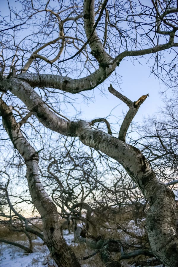 A Tree with a Large Trunk and Many Branches Stock Image - Image of ...