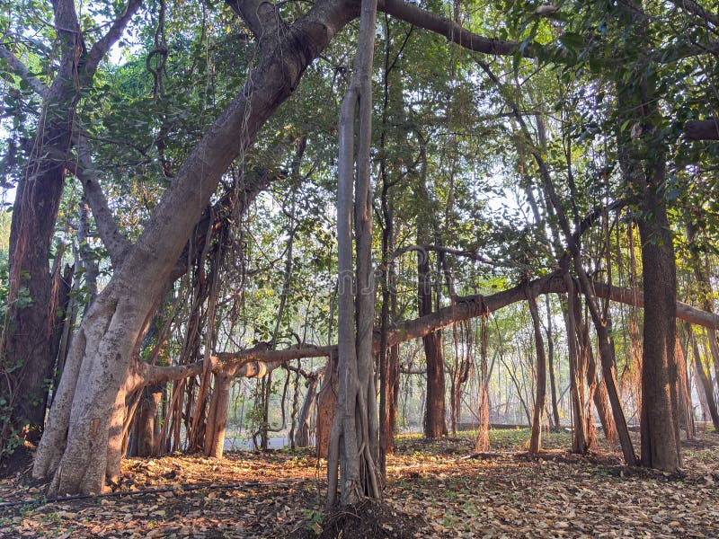 A Tree with a Large Trunk and Many Branches Stock Image - Image of ...