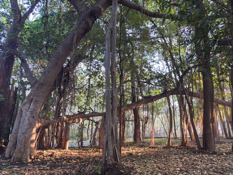 A Tree with a Large Trunk and Many Branches Stock Photo - Image of ...