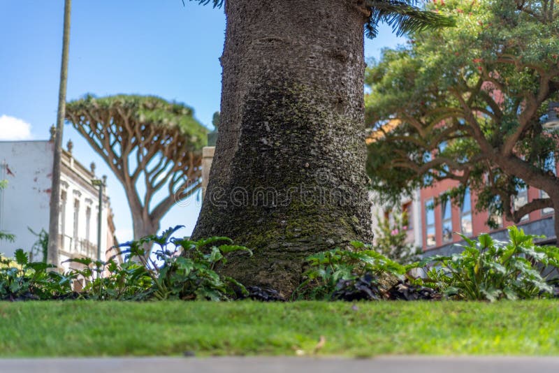 Tree with a Large Trunk Surrounded by Greenery in Tenerife Spain Stock ...