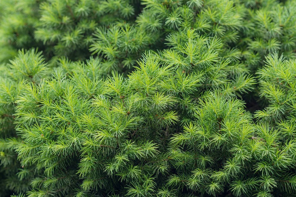 Tree Larix stock image. Image of landscaping, natural - 126770297