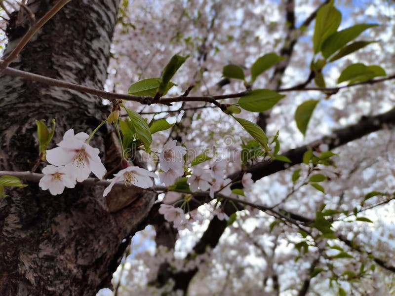 The Tree Last Spring with Sakura Flower Stock Photo - Image of spring ...