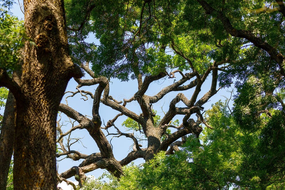 Tree in the Latea Forest in the Danube Delta Stock Photo - Image of ...
