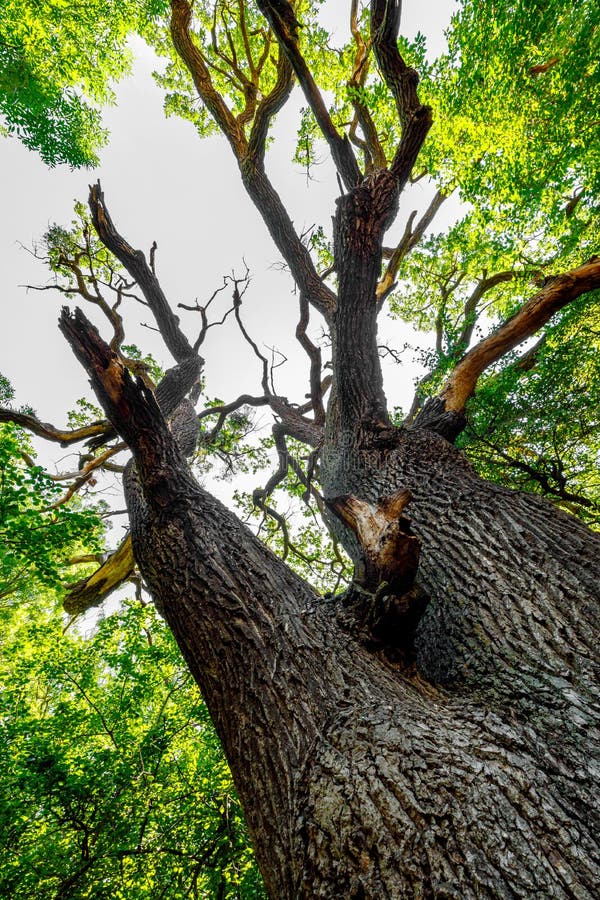 Tree in the Latea Forest in the Danube Delta Stock Photo - Image of ...
