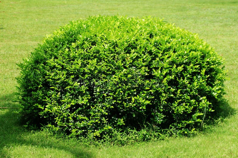 Tree and lawn stock image. Image of green, biome, shrubland - 15588807