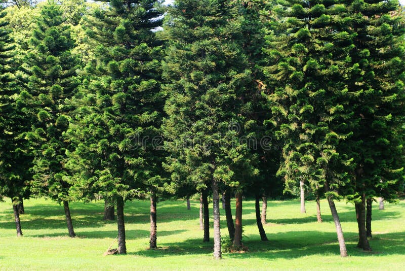 Tree and lawn stock image. Image of greenery, woods, green - 15588881