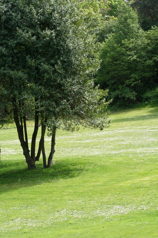 Tree and lawn stock photo. Image of sunlight, shadow, garden - 767694