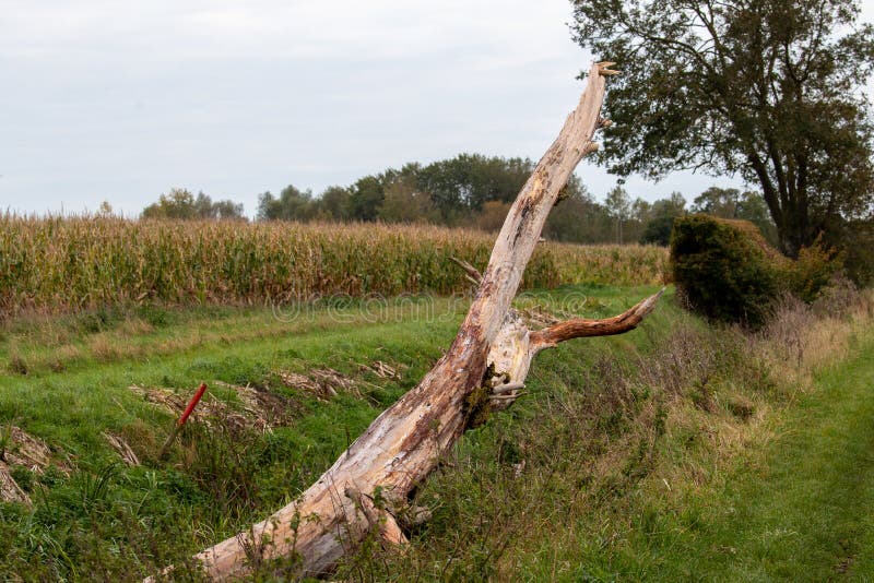 Fallen Tree with the Bark Removed Stock Photo - Image of nature, fallen ...