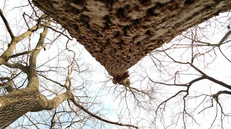 A tree stock image. Image of branches, leading, tree - 88721223