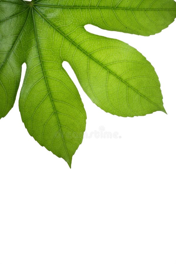 Tree leaf stock photo. Image of green, nature, beautiful - 14241308