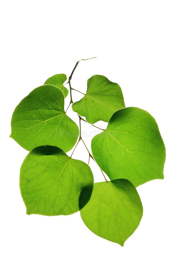 Tree leaf stock photo. Image of organic, closeup, nature - 14240914