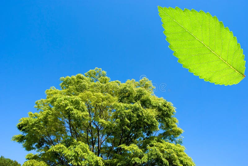 Forest with Elm Bonsai Trees (Zelkova Nire) Stock Image - Image of ...