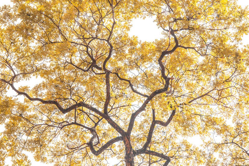 Tree Leaf in the Autumn Season Tone. Stock Photo - Image of light ...