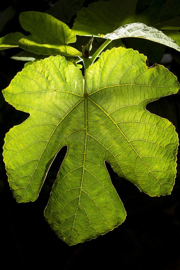 Tree Leaf with Back Lighting in Macro Shot Stock Photo - Image of ...