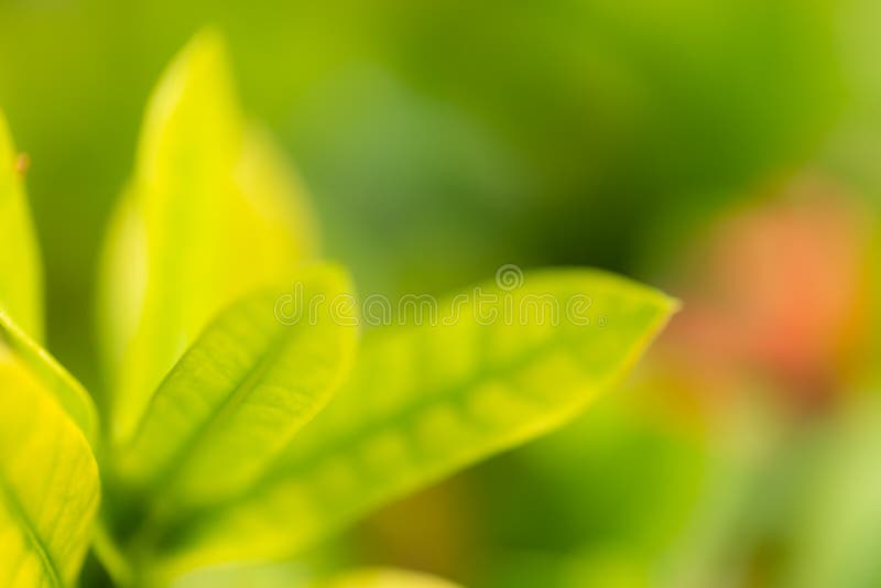 Tree Leaf Abstract Background and Texture Stock Image - Image of leaves ...