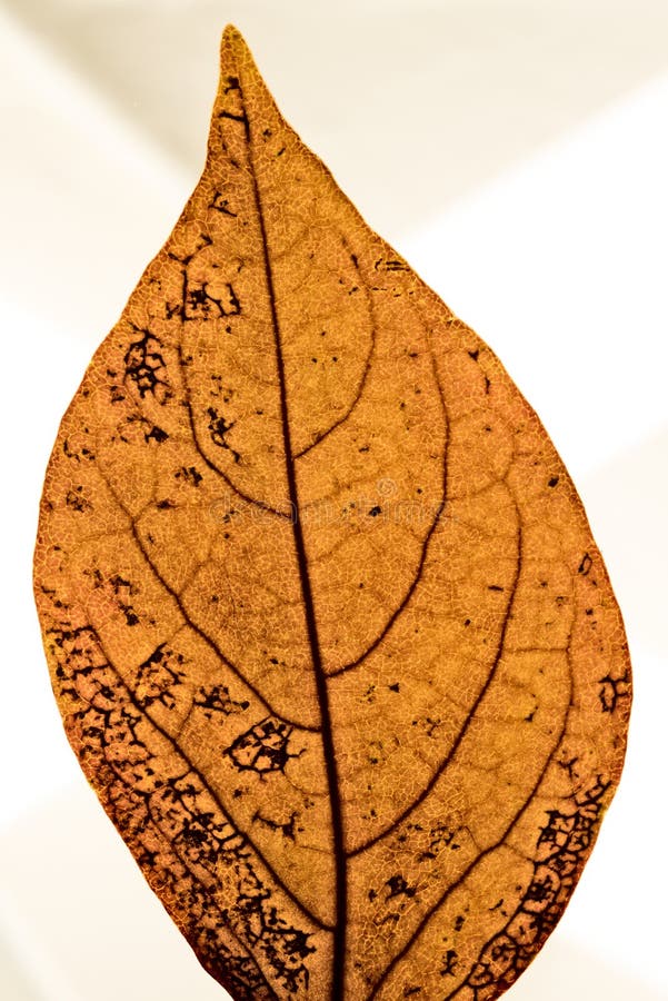 Tree Leaf Backlight Macro Close Up Stock Photo - Image of structure ...