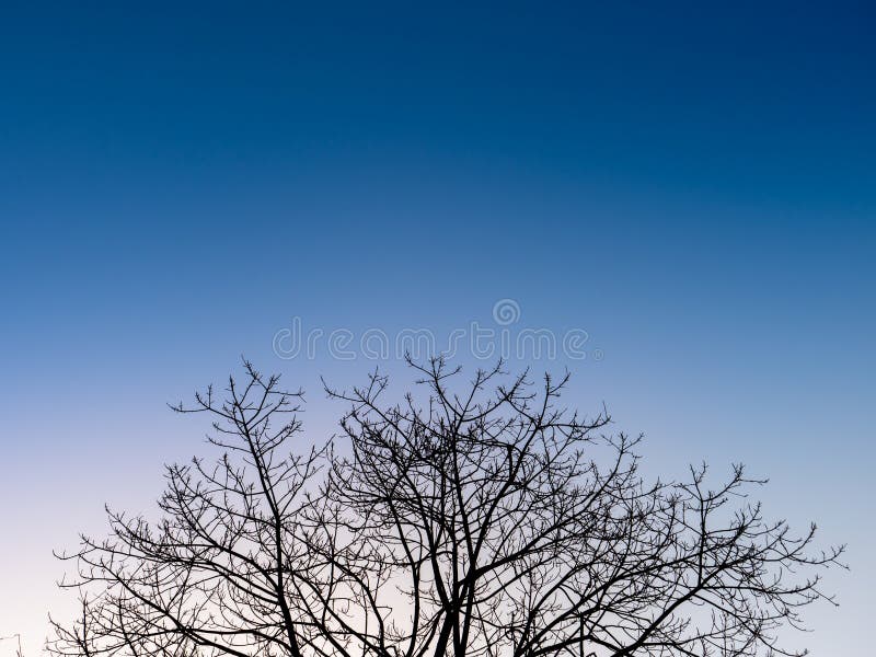 The Tree without Leaf stock image. Image of copy, beautiful - 324883717