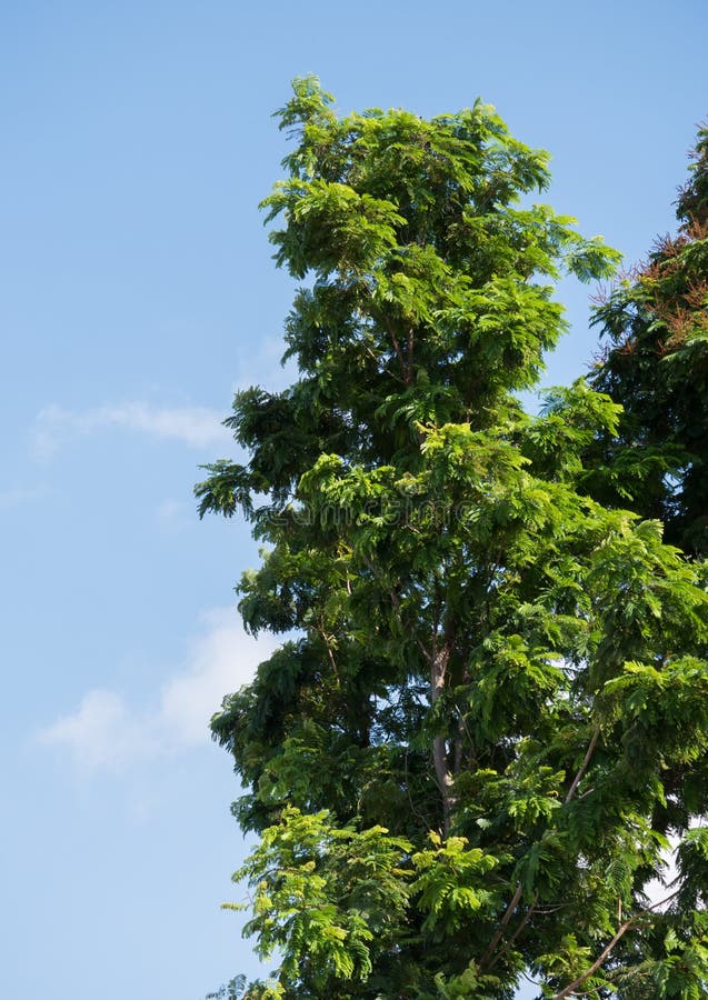 Tree Leaf from Bottom View, Sky is Background Stock Photo - Image of ...