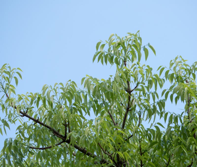 Tree Leaf from Bottom View with Small White Bird Stock Photo - Image of ...